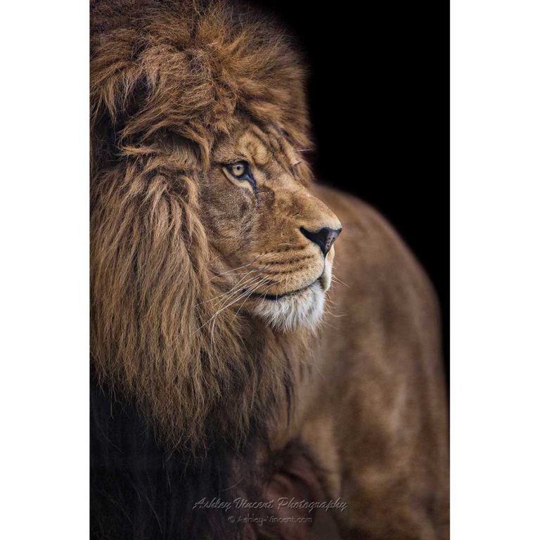 Strength and Dignity - Ashley Vincent