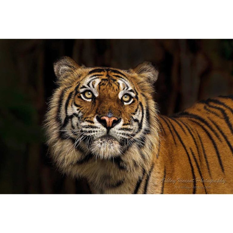 Strength and Dignity - Ashley Vincent