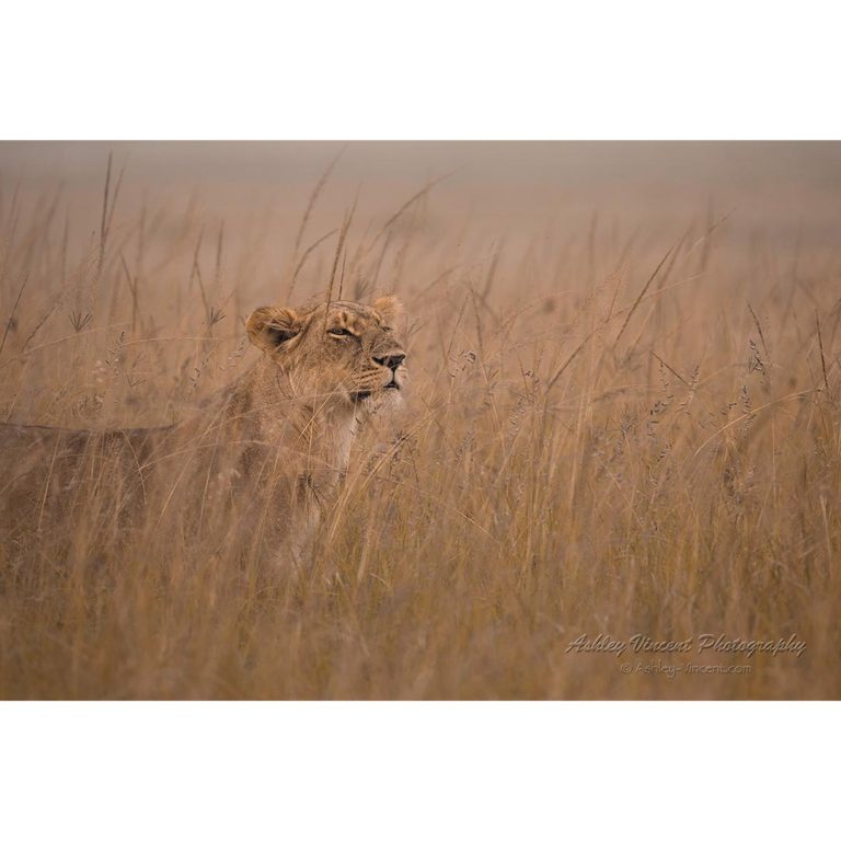 Striking Distance - Ashley Vincent