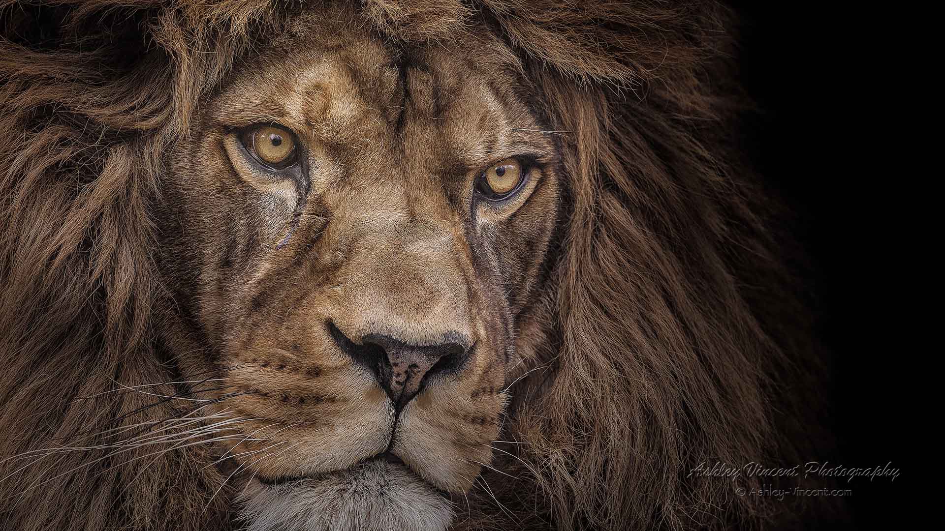 Home - Ashley Vincent