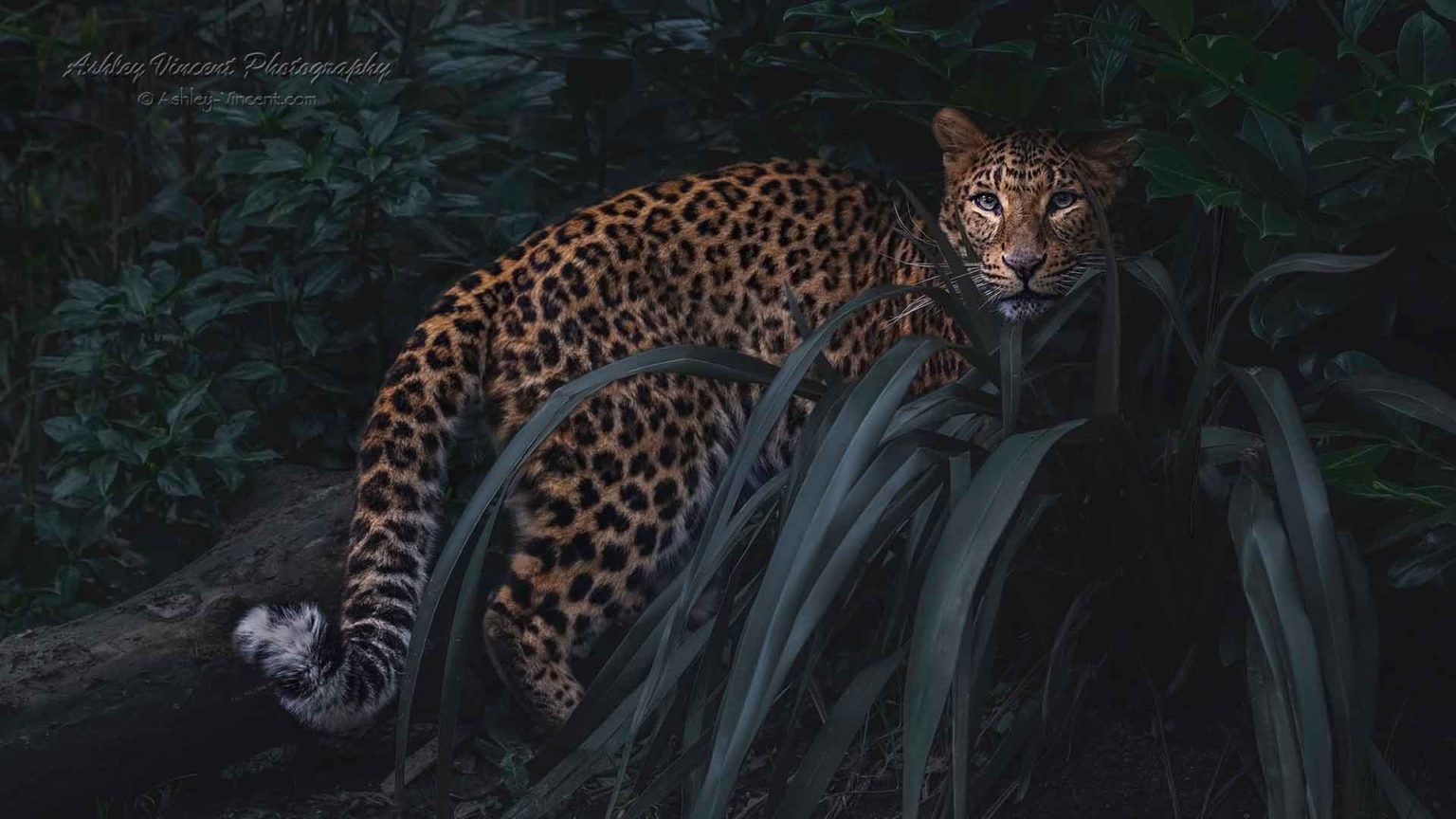 Home - Ashley Vincent