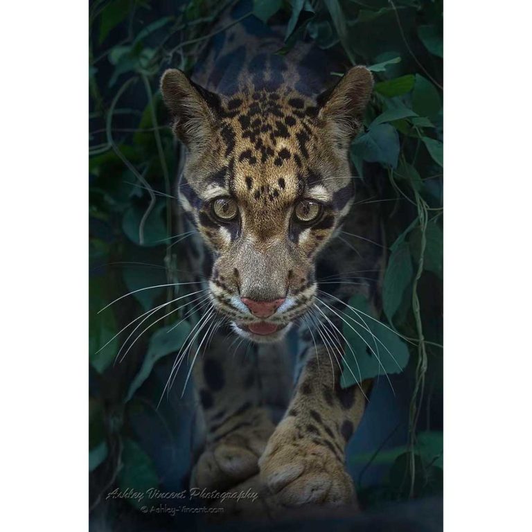Jungle Prince - Ashley Vincent