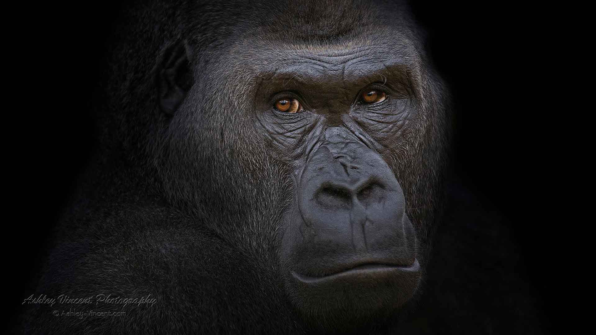 Home - Ashley Vincent